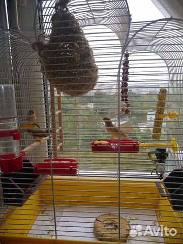 Птицы Амадины