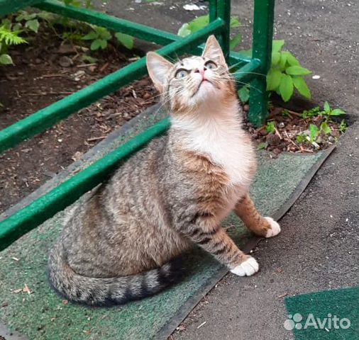 Несчастный Мотя