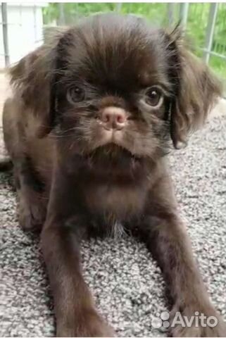 Бельгийский гриффон