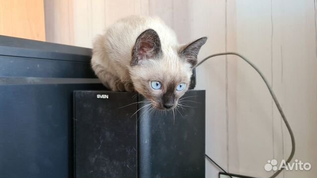 Сиамские котята