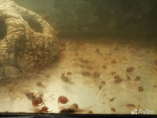 Сомик коридорас золотистый