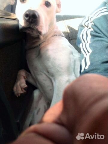 Щенки питбультерьера