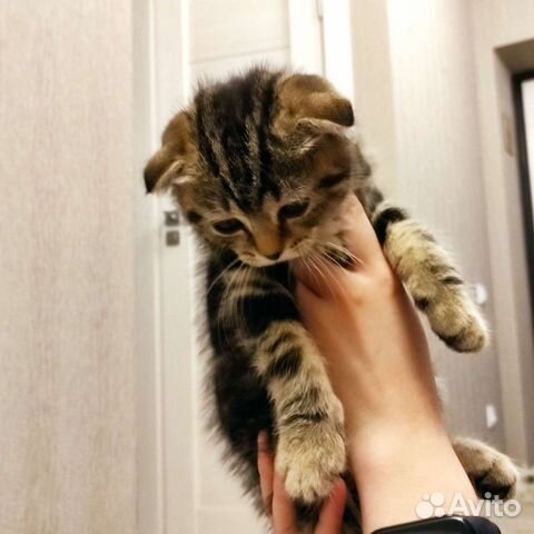Шотландский вислоухий кот (мальчик)