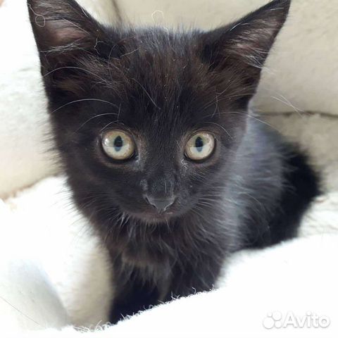 Котёнок, котята малышка 1,5мес в добрые руки