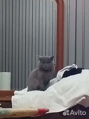 Кошка скотиш фолд