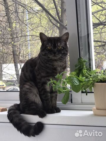 Скотиш страйт на вязку