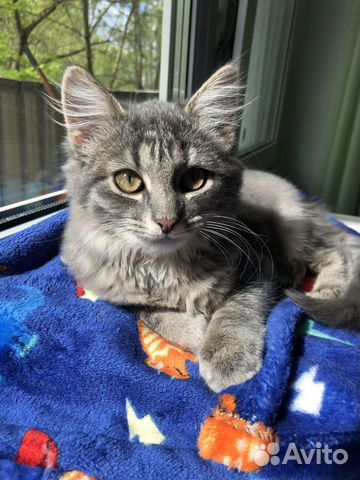 Котенок Миндалька ищет семью