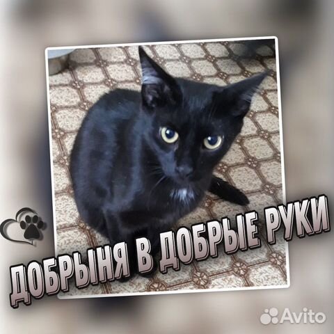 Добрыня в добрые руки