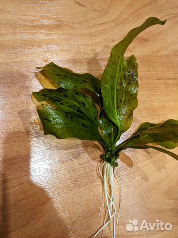 Эхинодорус оцелот