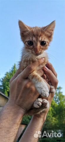 Рыжее солнце