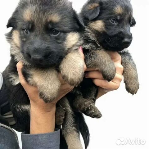 Щенки