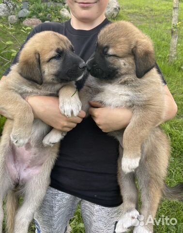 Собаки щенки немецкая овчарка
