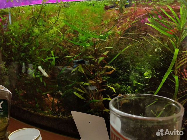 Гуппи мальки