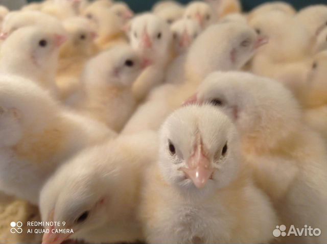 Цыпленок бройлер Росс-308