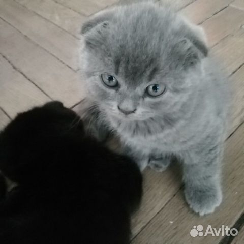 Котята пушистые вислоухие шотландские 2месяца