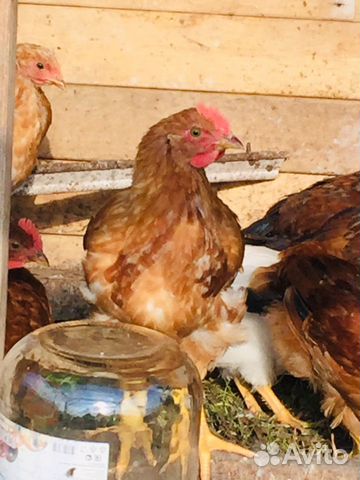 Петушки молодые