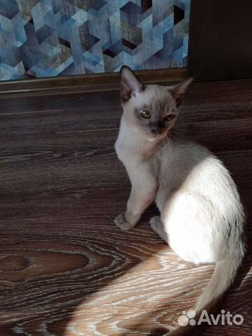 Кошечка бурма европейская