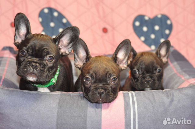 Тигровые девочки РКФ от Чемпиона России