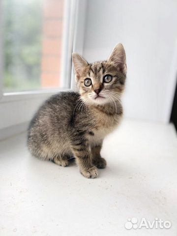 Котенок в добрые руки