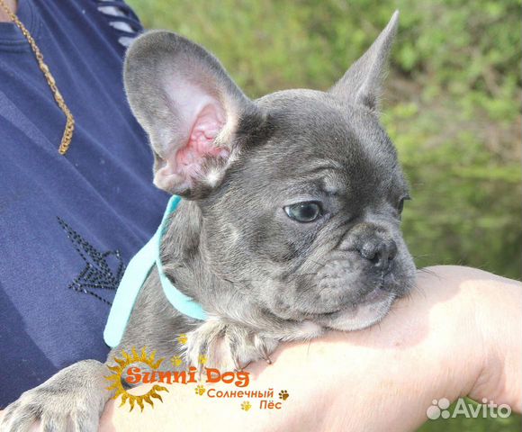 Французский бульдог голубой
