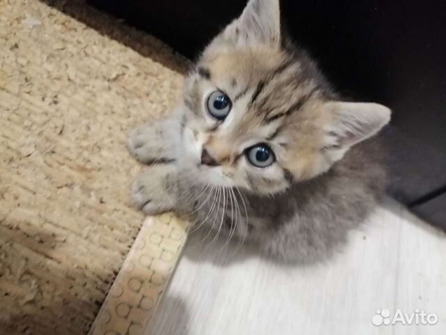 Кошка в дар