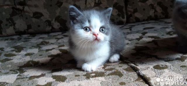 Продам котёнка шотландской породы