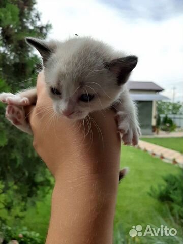 Котята в добрые руки бесплатно