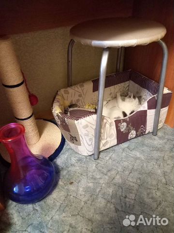 Котёнок. Умная,ласковая,игривая. Будущая мышеловка
