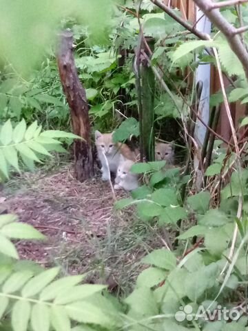 Солнечные котятки нуждаются в любви и заботе