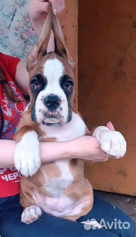 Щенки боксера (девочки)