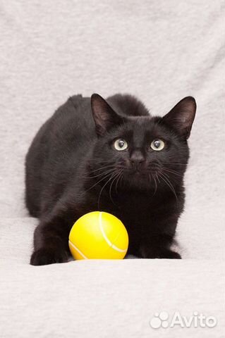 Котёнок, котята чёрный малыш в добрые руки