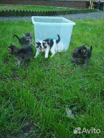 Котята в добрые руки