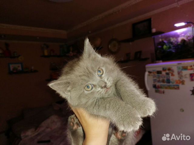 Британский котёнок