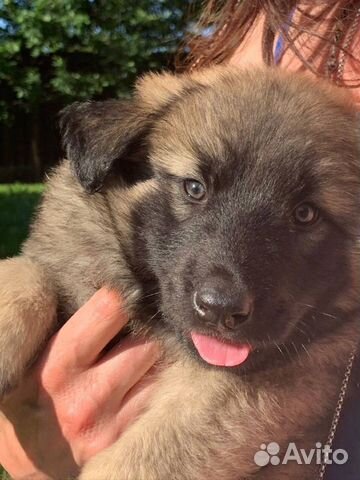 Красавцы-щенки в добрые руки