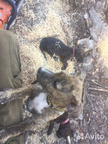 Щенки стаффа