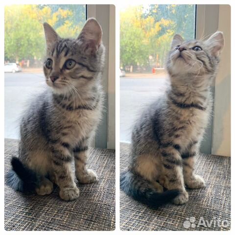 Котёнок 2.5 мес мальчик в добрые руки