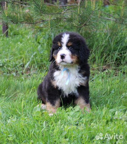 Берно малыш