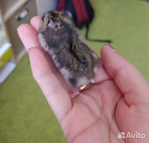 Джунгарские хомячки