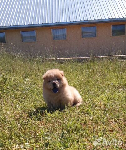 Малышка чаушка