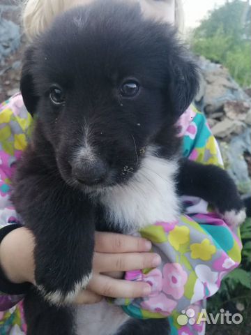 Звонкий щенок в частный дом
