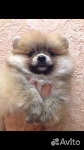 Очаровательные померашки