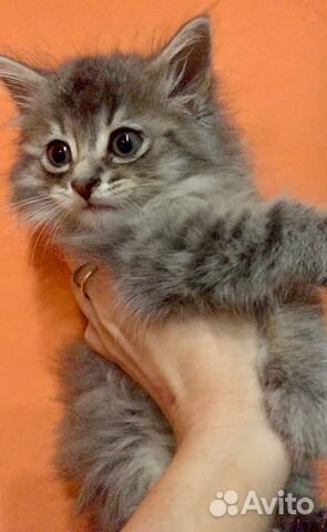 Дымчатый пушистик ищет дом