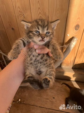 Отдам котят в добрые руки