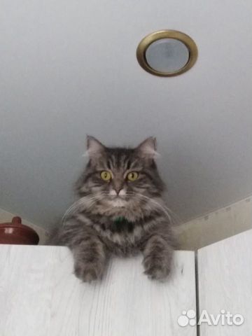 Сибирская кошка ищет жениха