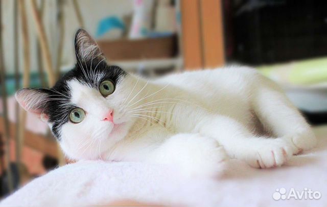 Кошечка Бэлла в добрые руки