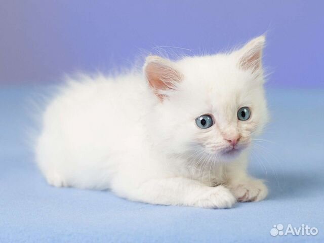 Белоснежный котик 1,5 мес в дар
