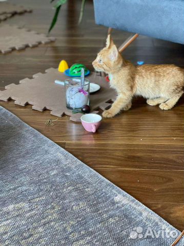 Котенок кот 2 мес