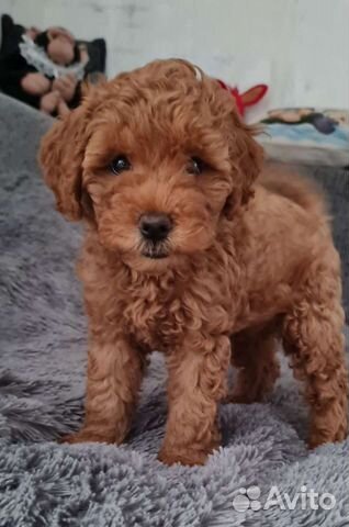 Пудель той и карлик девочка