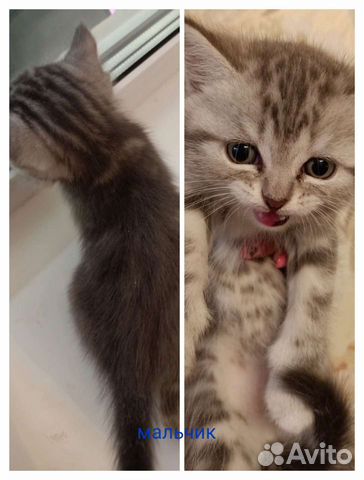Котята