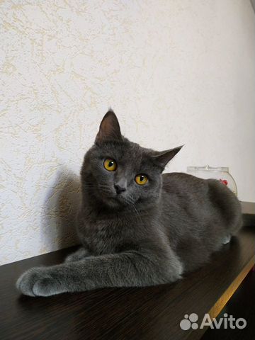 Отдам кошечку в добрые руки